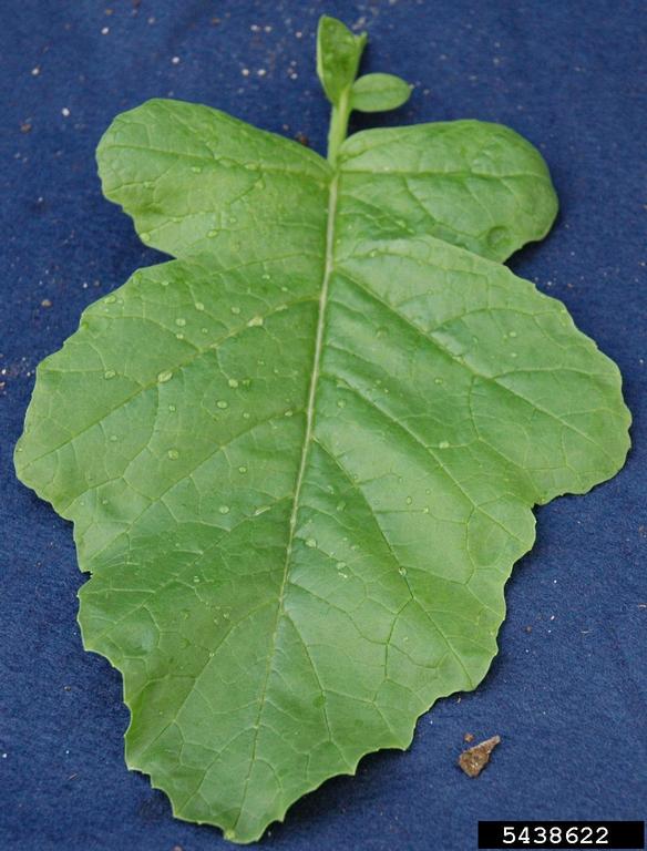 wild mustard (Sinapis arvensis ssp. arvensis L.)
