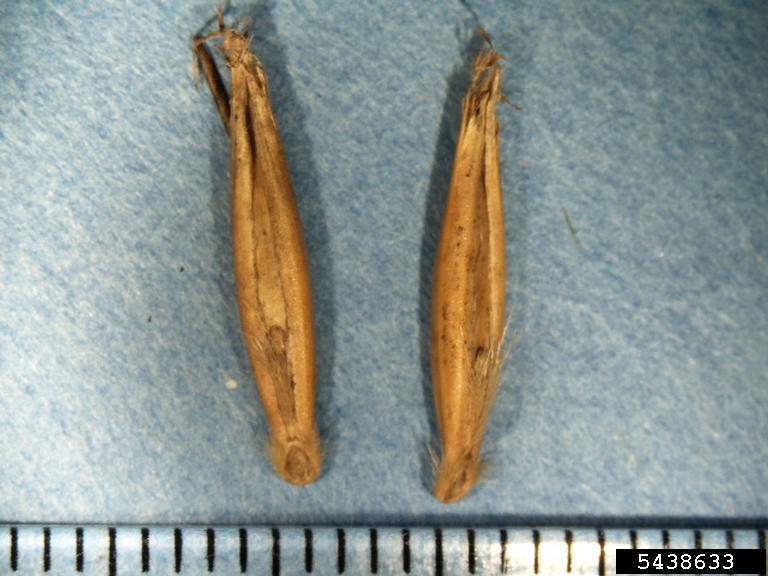 wild oat (Avena fatua L.)