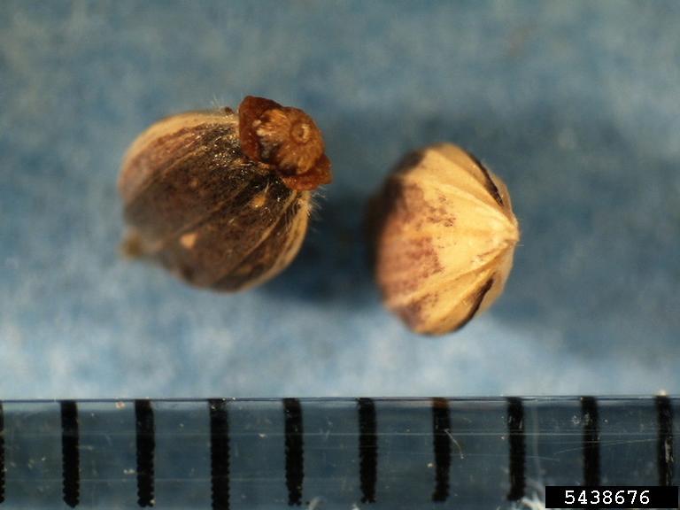 woolly cupgrass (Eriochloa villosa (Thunb.) Kunth)