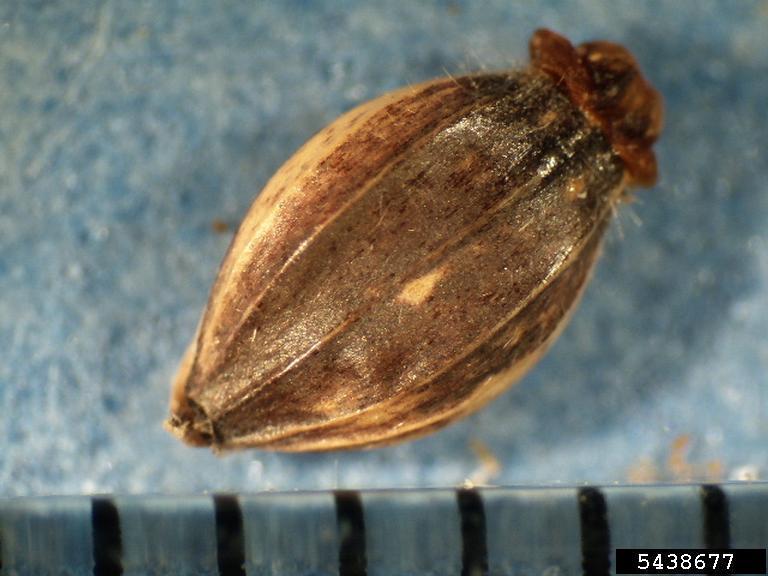 woolly cupgrass (Eriochloa villosa)