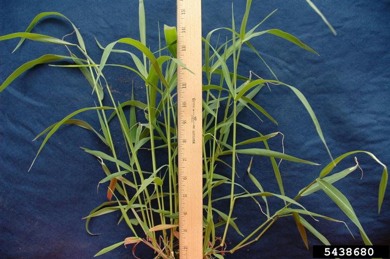 woolly cupgrass (Eriochloa villosa (Thunb.) Kunth)