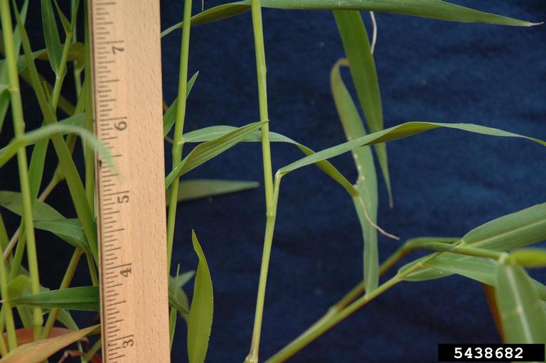 woolly cupgrass (Eriochloa villosa (Thunb.) Kunth)