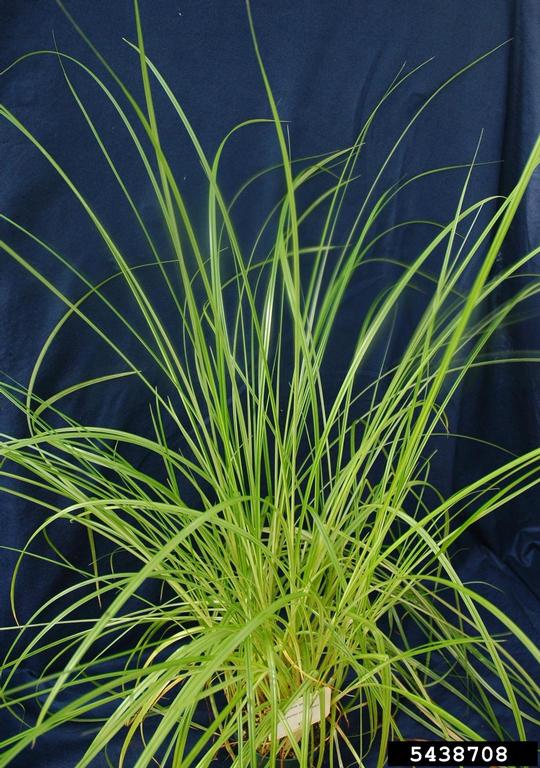 yellow nutsedge (Cyperus esculentus L.)