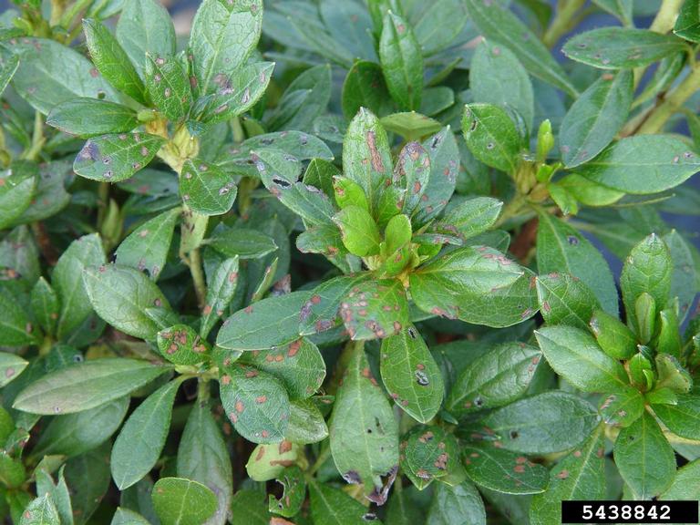 strawberry rootworm (Paria fragariae)