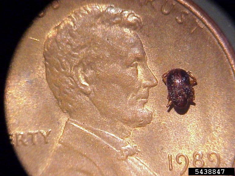 strawberry rootworm (Paria fragariae Wilcox, 1954)