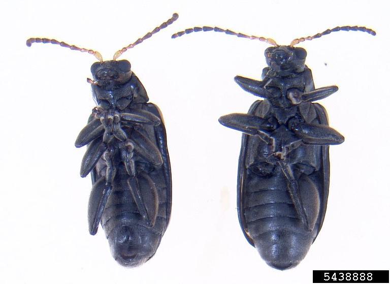 alligatorweed flea beetle (Agasicles hygrophila)