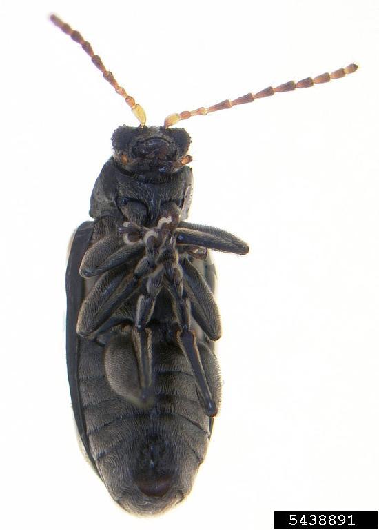 alligatorweed flea beetle (Agasicles hygrophila)