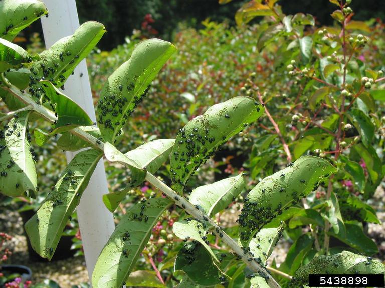 water primrose flea beetle (Altica litigata Fall, 1910)