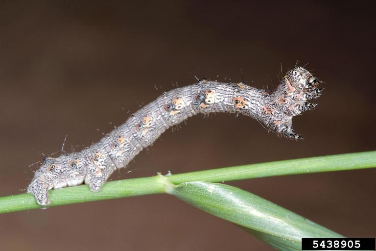 spiny looper (Phigalia titea (Cramer))