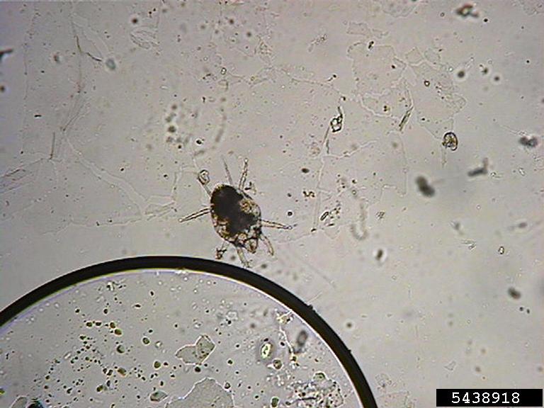 broad mite (Polyphagotarsonemus latus (Banks))