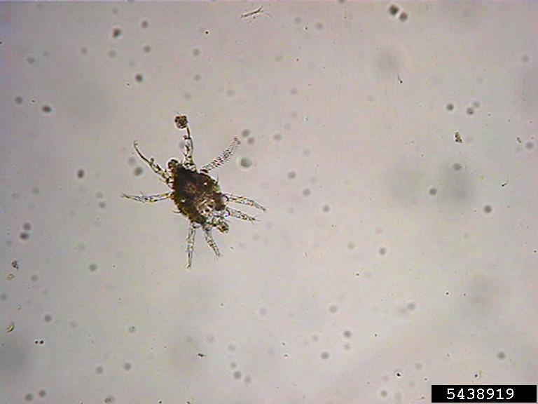 broad mite (Polyphagotarsonemus latus (Banks))