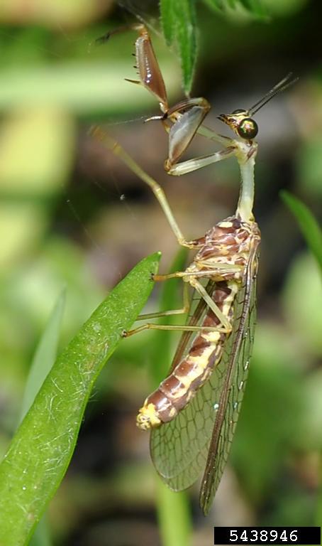 mantidfly (Leptomantispa pulchella (Banks, 1912))