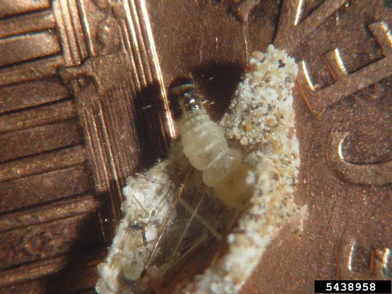 household casebearer, Phereoeca uterella (Lepidoptera: Tineidae) - 5438958