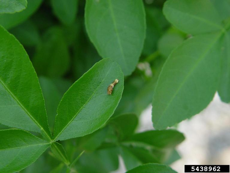 orange dog swallowtail (Papilio cresphontes)