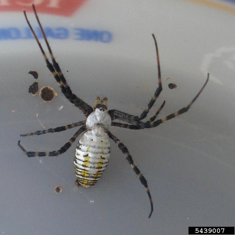 banded garden spider (Argiope trifasciata (Forskal))
