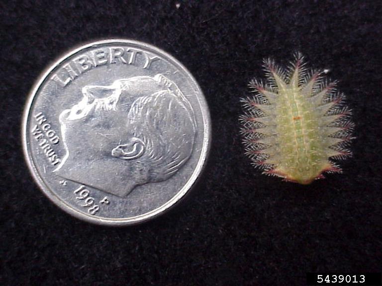 crowned slug (Isa textula)