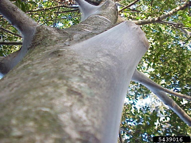 bark lice (Archipsocus nomas Gurney, 1939)