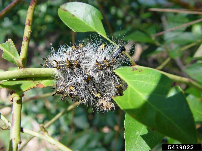 yellownecked caterpillar (Datana ministra (Drury))