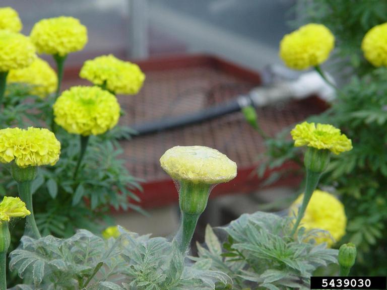 twospotted spider mite (Tetranychus urticae ) on Aztec marigold ...