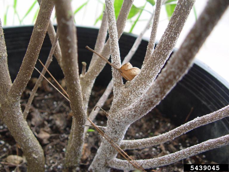 fern scale (Pinnaspis aspidistrae)