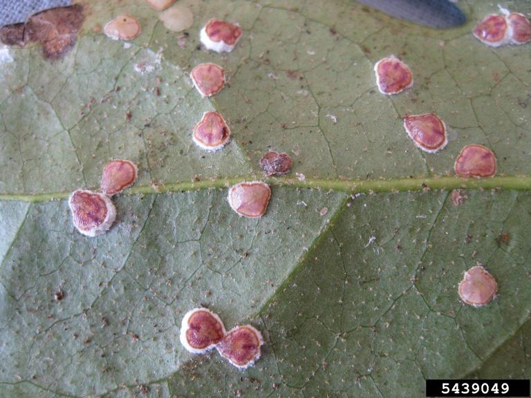 pyriform scale (Protopulvinaria pyriformis (Cockerell))