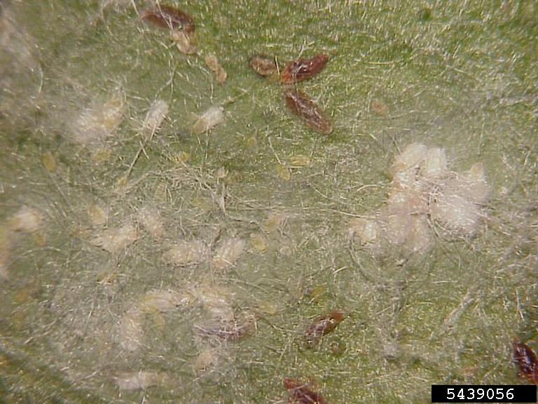 tea scale (Fiorinia theae)