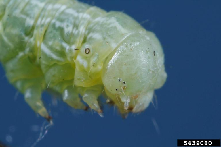 fall cankerworm (Alsophila pometaria (Harris))