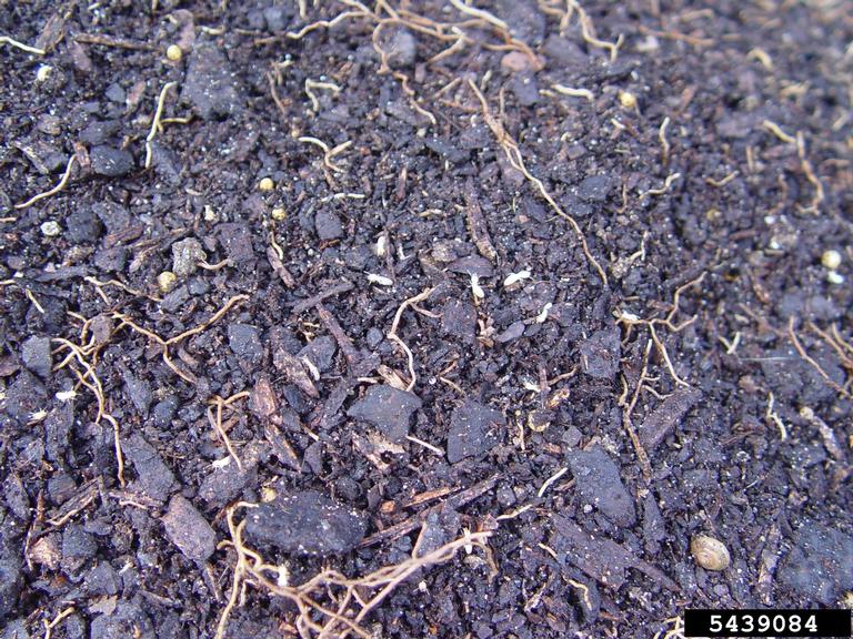 eastern subterranean termite (Reticulitermes flavipes (Kollar))