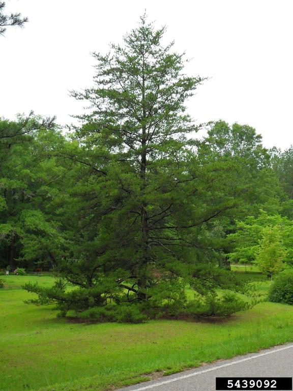 Virginia pine (Pinus virginiana)