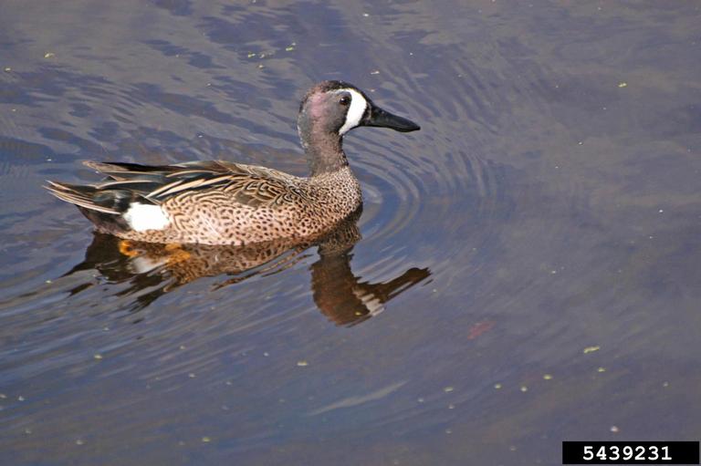 blue-winged teal (Anas discors Linnaeus, 1766)