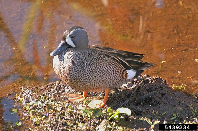 blue-winged teal (Anas discors)