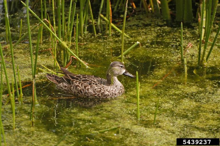 blue-winged teal (Anas discors Linnaeus, 1766)
