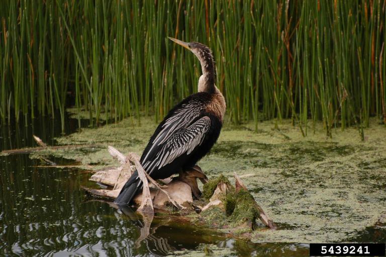 anhinga (Anhinga anhinga (Linnaeus, 1766))