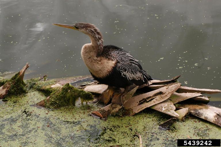 anhinga (Anhinga anhinga)
