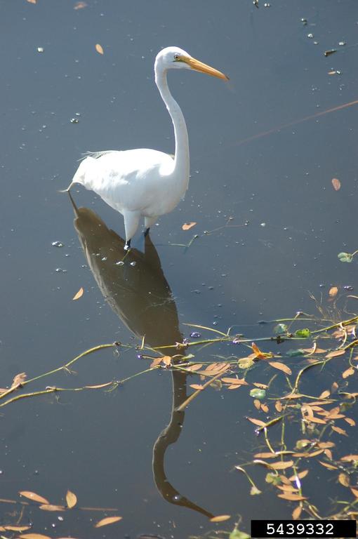 Great Egret (Ardea alba Linnaeus, 1758)