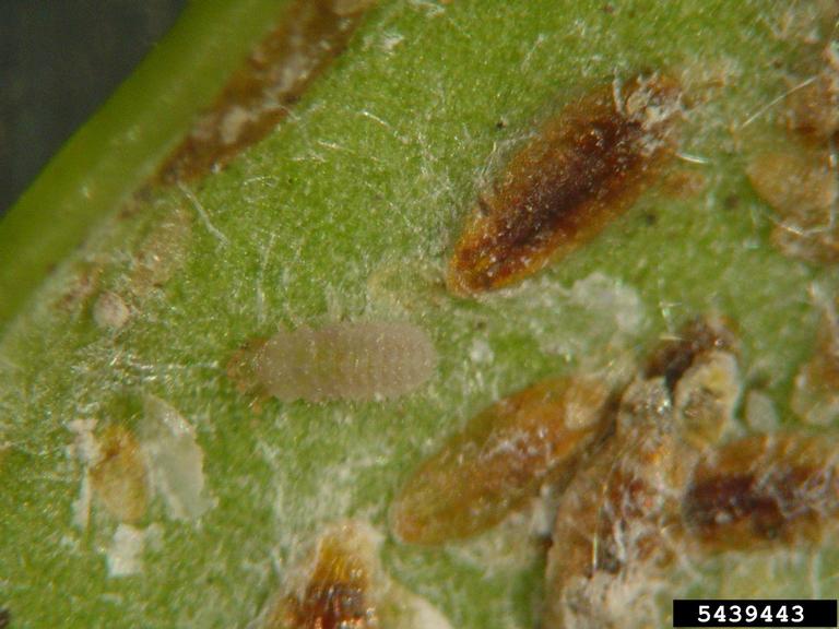 lady beetles (family Coccinellidae) (Family Coccinellidae)