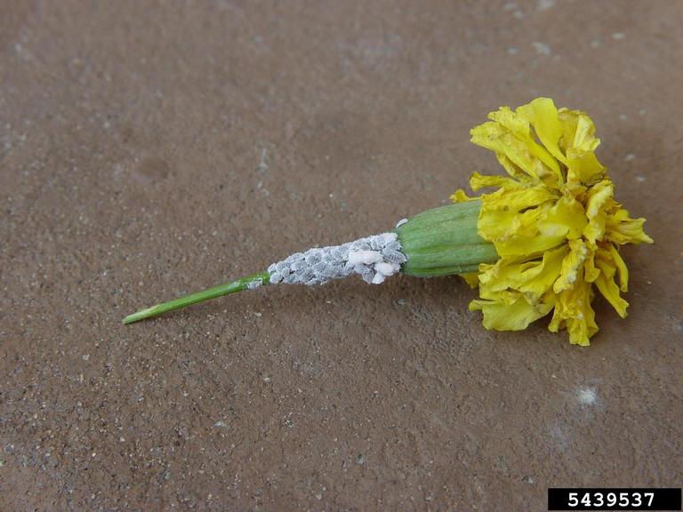 citrus mealybug (Planococcus citri)