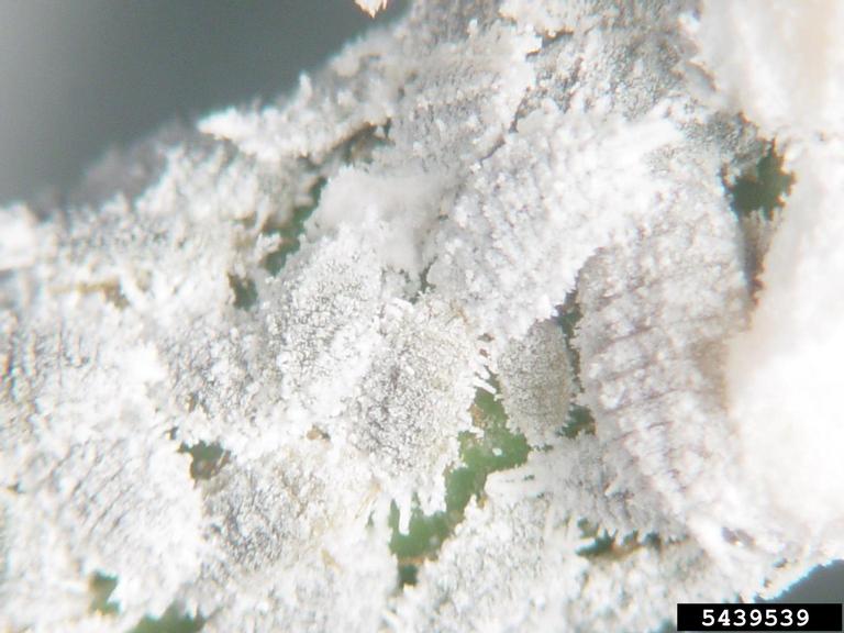 citrus mealybug (Planococcus citri (Risso))