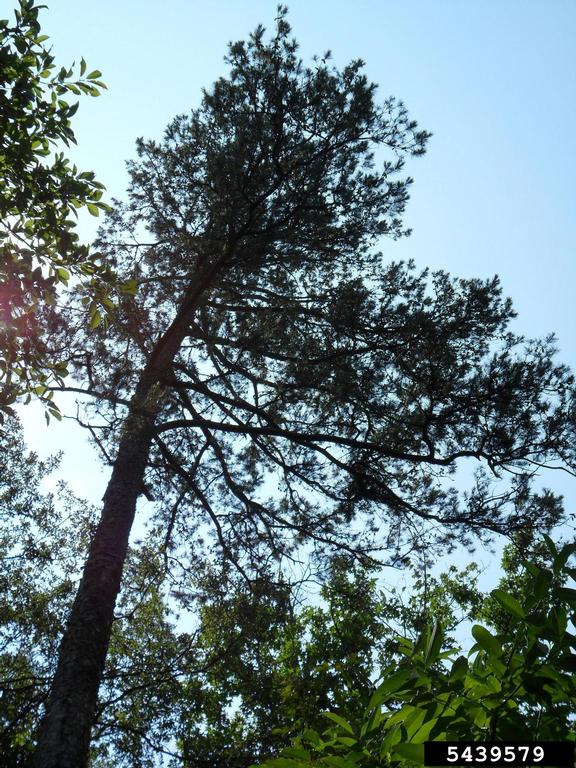 shortleaf pine (Pinus echinata)