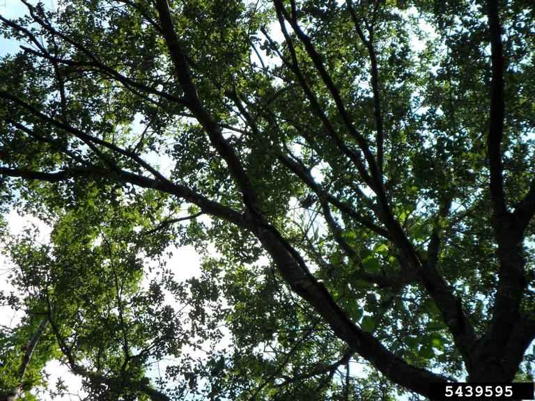 water oak (Quercus nigra L.)