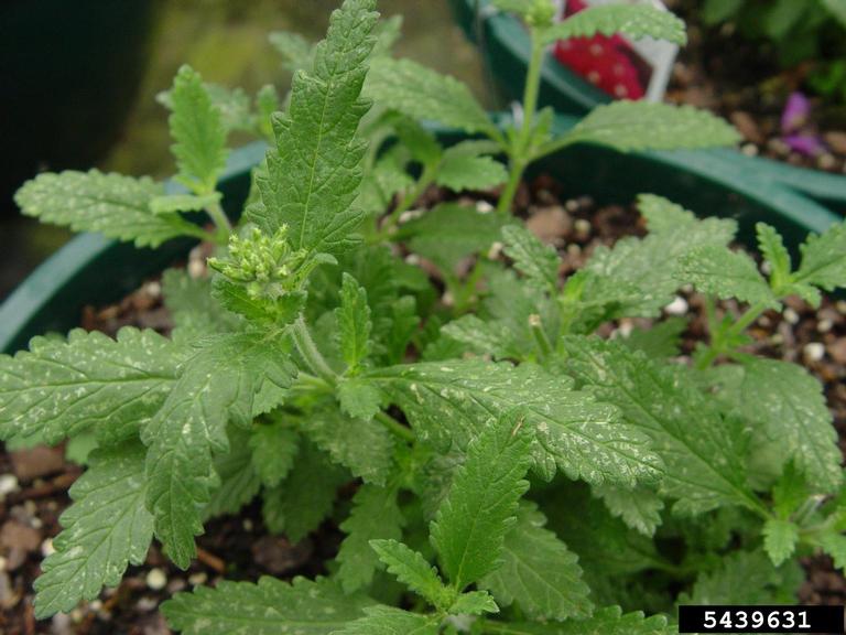 western flower thrips (Frankliniella occidentalis (Pergande, 1895))