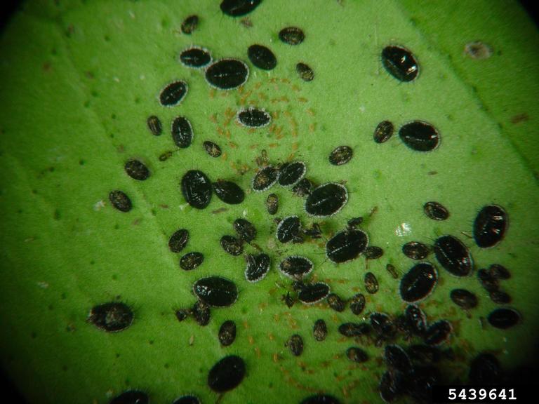 citrus blackfly (Aleurocanthus woglumi Ashby, 1915)