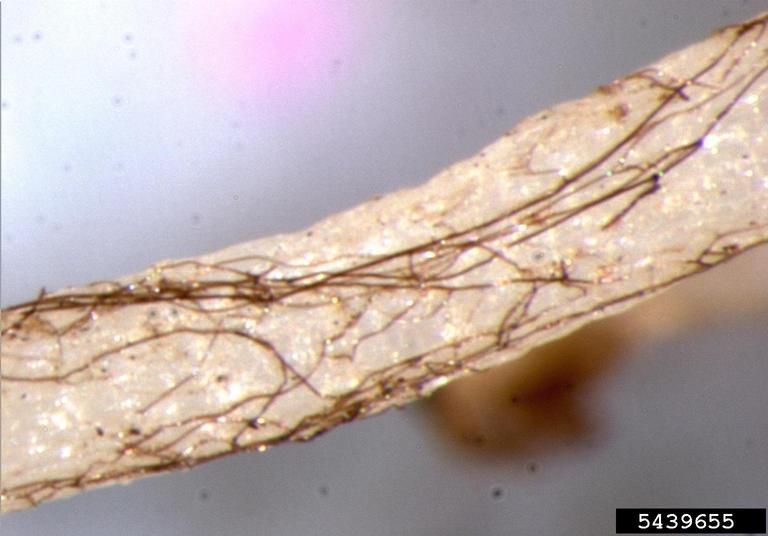 root rot/damping off (Genus Rhizoctonia DC.)