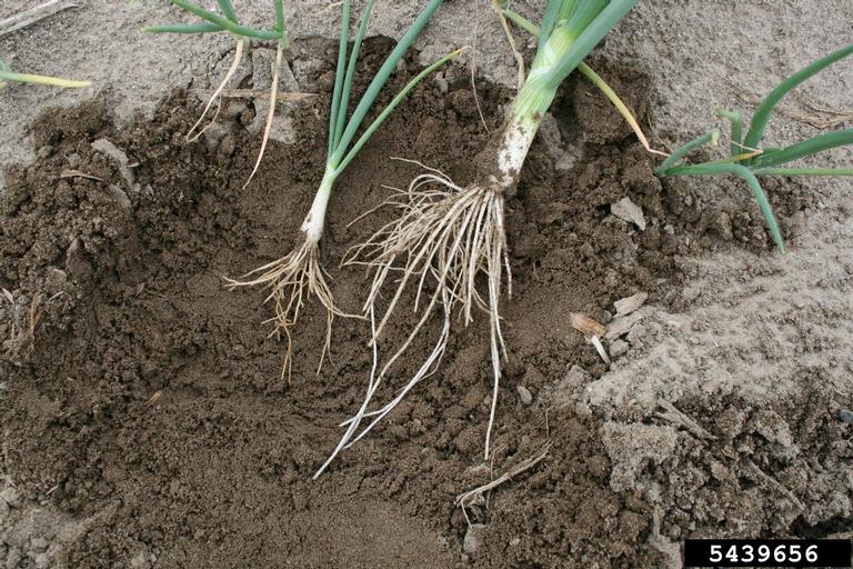root rot/damping off (Genus Rhizoctonia)
