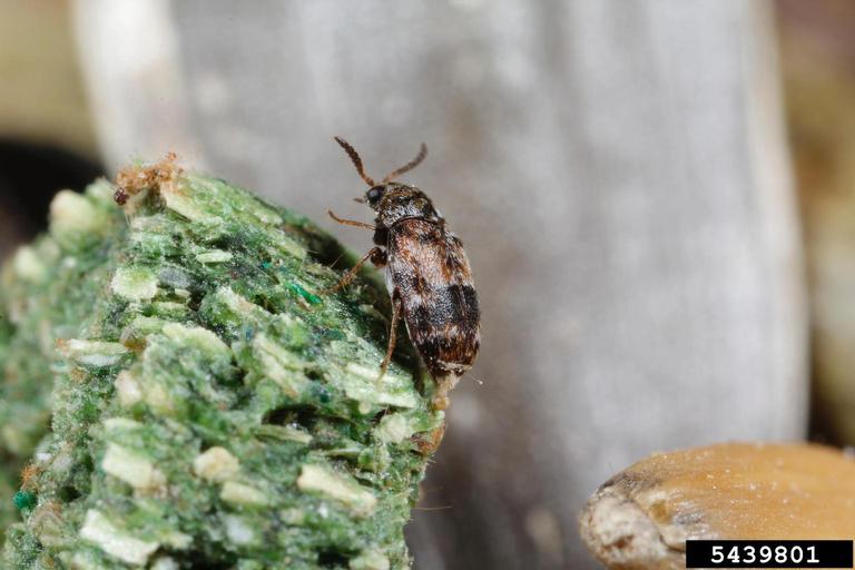 Dermestid beetles (Genus Trogoderma Berthold 1827)