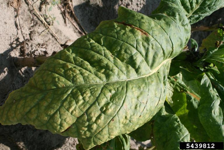 potato tuber moth (Phthorimaea operculella (Zeller))