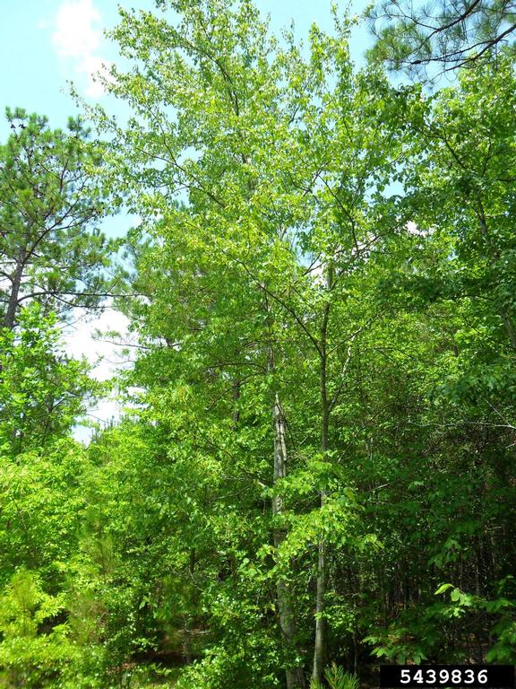 red maple (Acer rubrum L.)