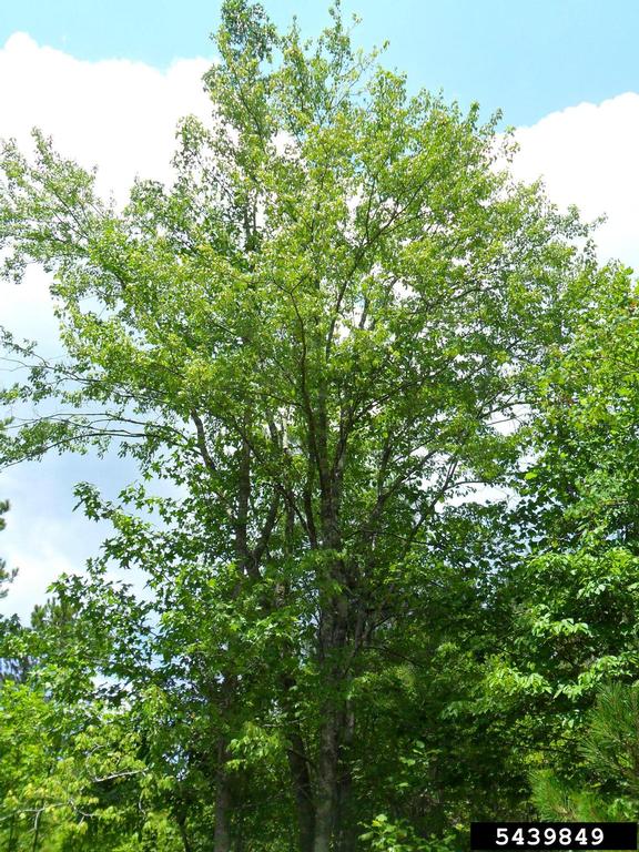 red maple (Acer rubrum L.)