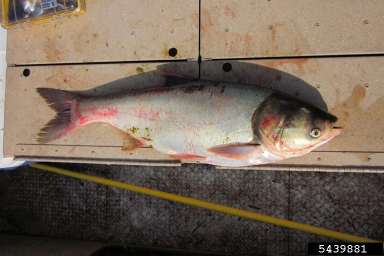 silver carp, Hypophthalmichthys molitrix (Cypriniformes: Cyprinidae ...
