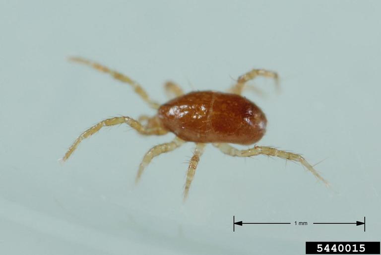 mites (Order Acari) (Order Acari)